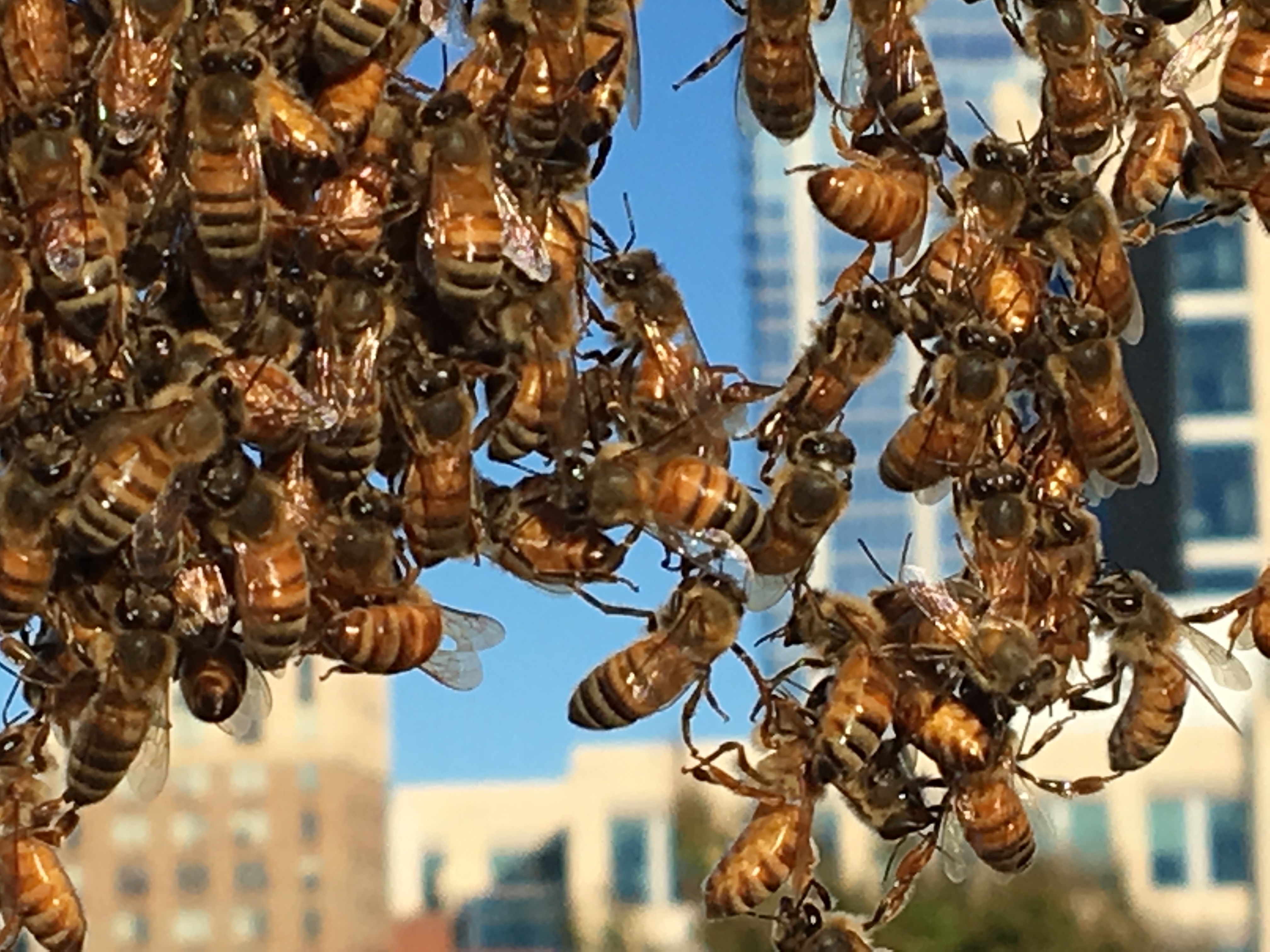 Apiopolis Urban Bee Sanctuary | IFundWomen